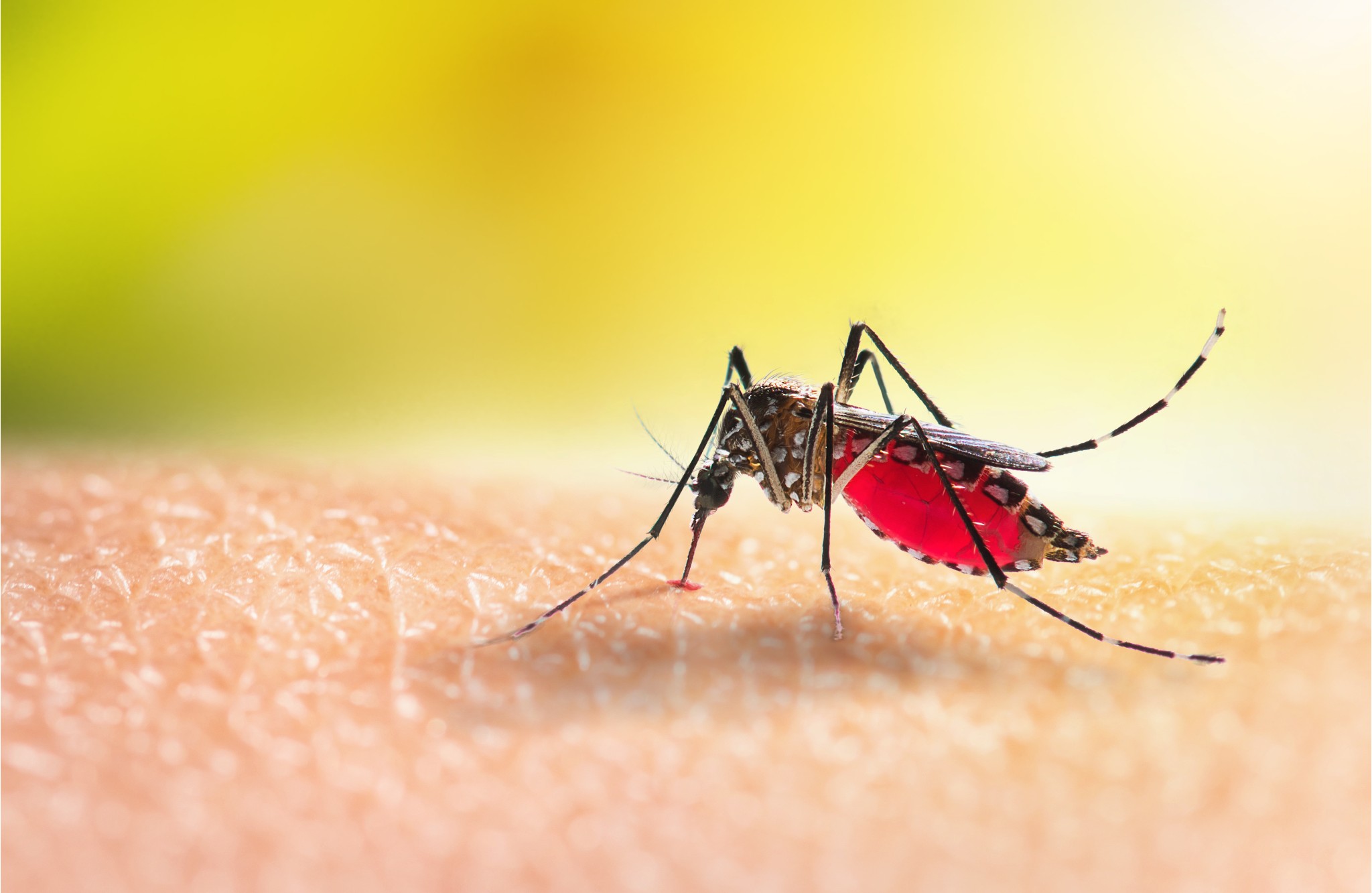 Malaria mosquito name store